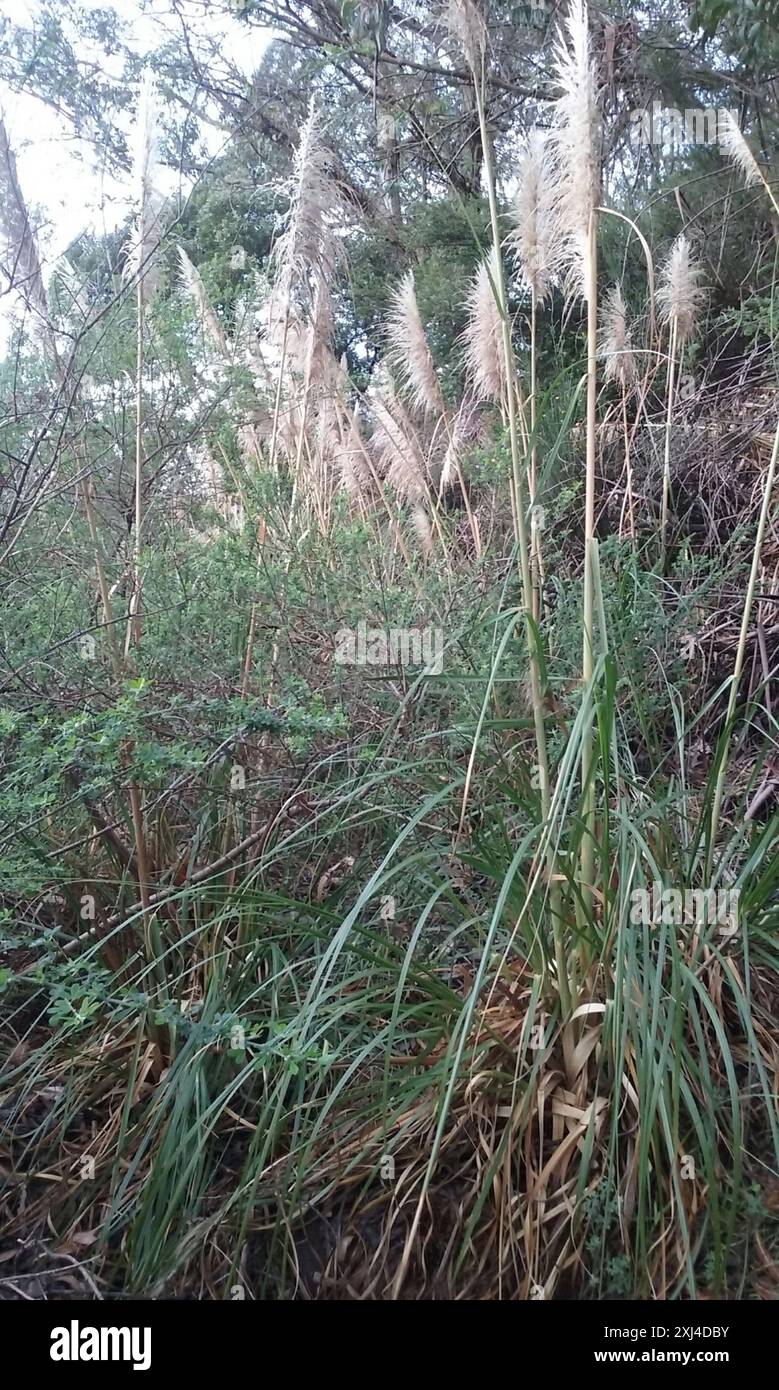 Purple Pampas Grass (Cortaderia jubata) Plantae Stock Photo - Alamy