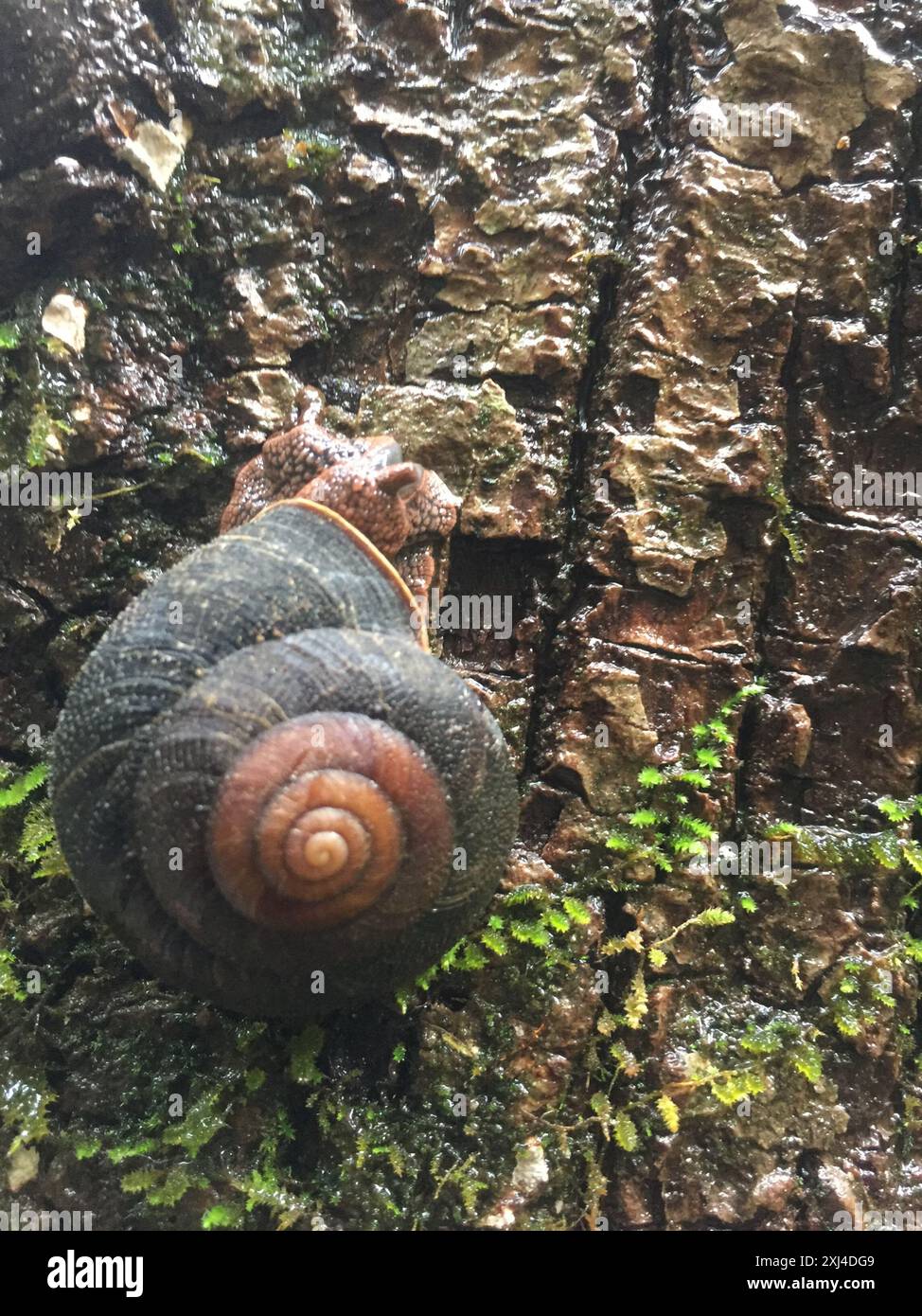 Redwood Sideband (Monadenia infumata) Mollusca Stock Photo - Alamy