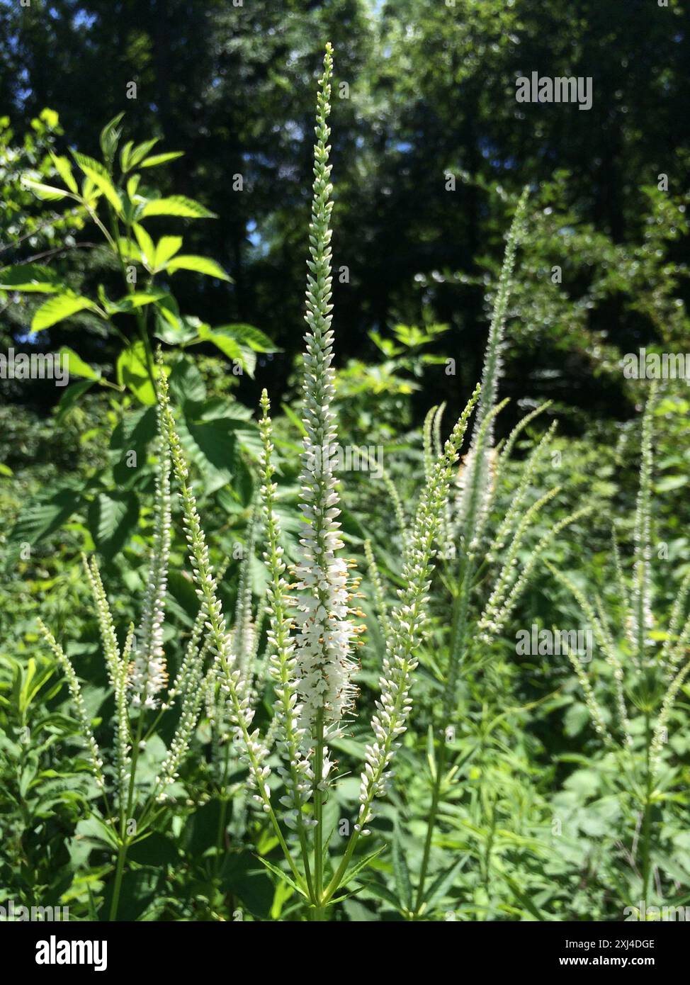 Culver's root (Veronicastrum virginicum) Plantae Stock Photo - Alamy