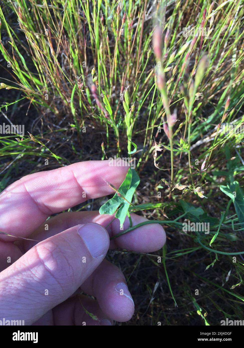 Pacific False Bindweed (Calystegia purpurata) Plantae Stock Photo - Alamy