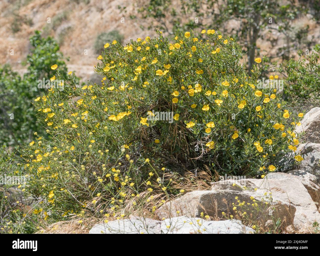 Bush Poppy (Dendromecon rigida) Plantae Stock Photo - Alamy