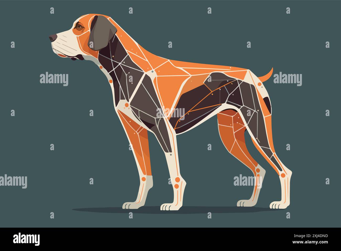Dog anatomy dissection Stock Vector Images - Alamy