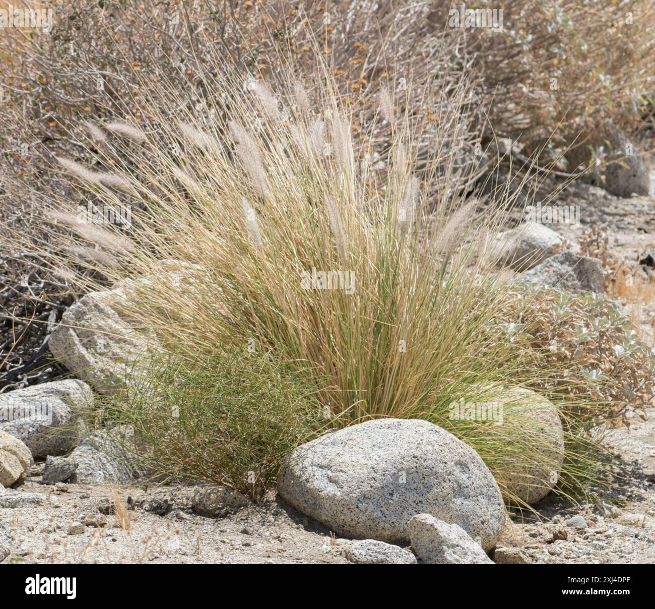 Fountain Grass (Cenchrus setaceus) Plantae Stock Photo - Alamy