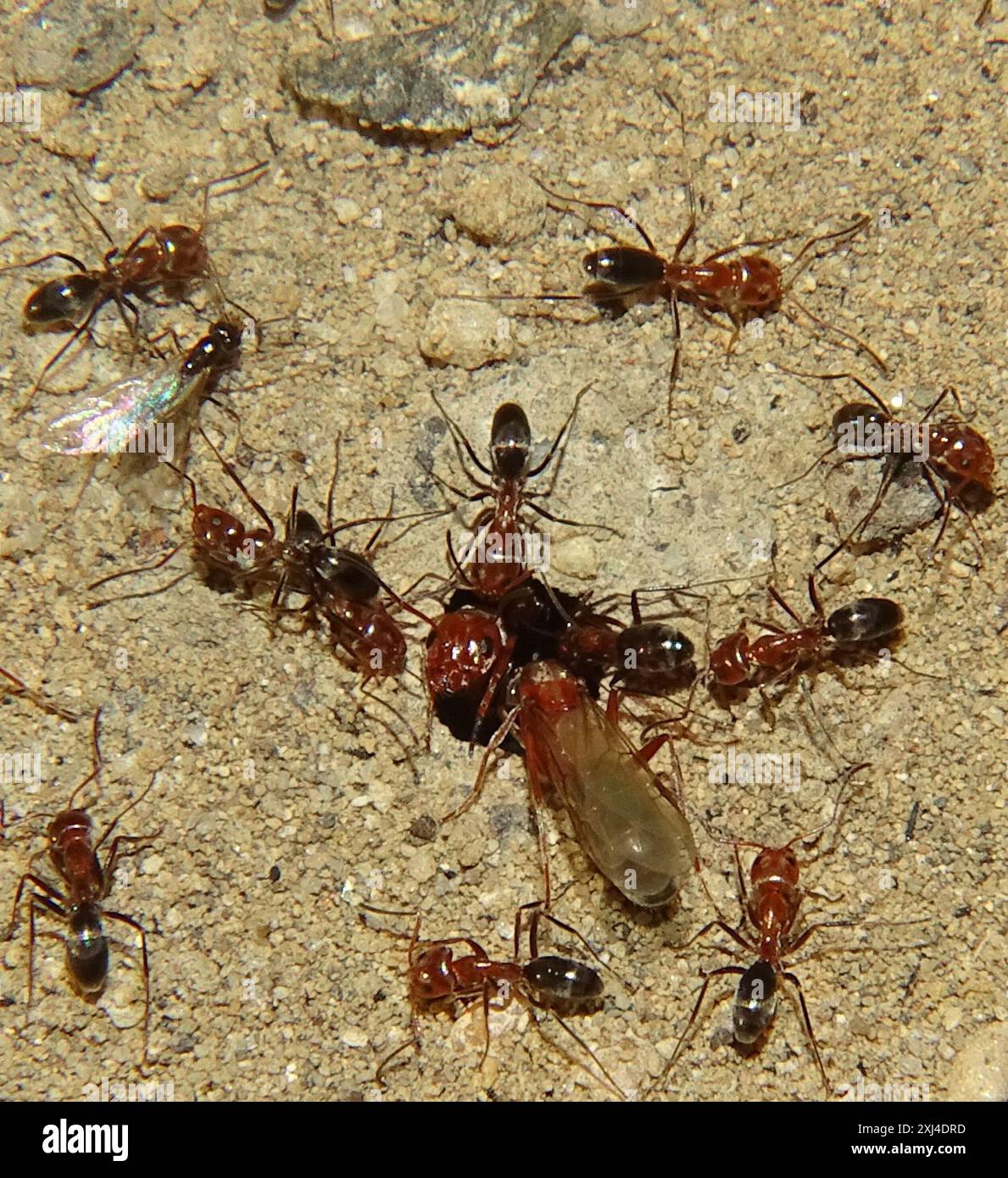 Bicolored Pyramid Ant (Dorymyrmex bicolor) Insecta Stock Photo - Alamy