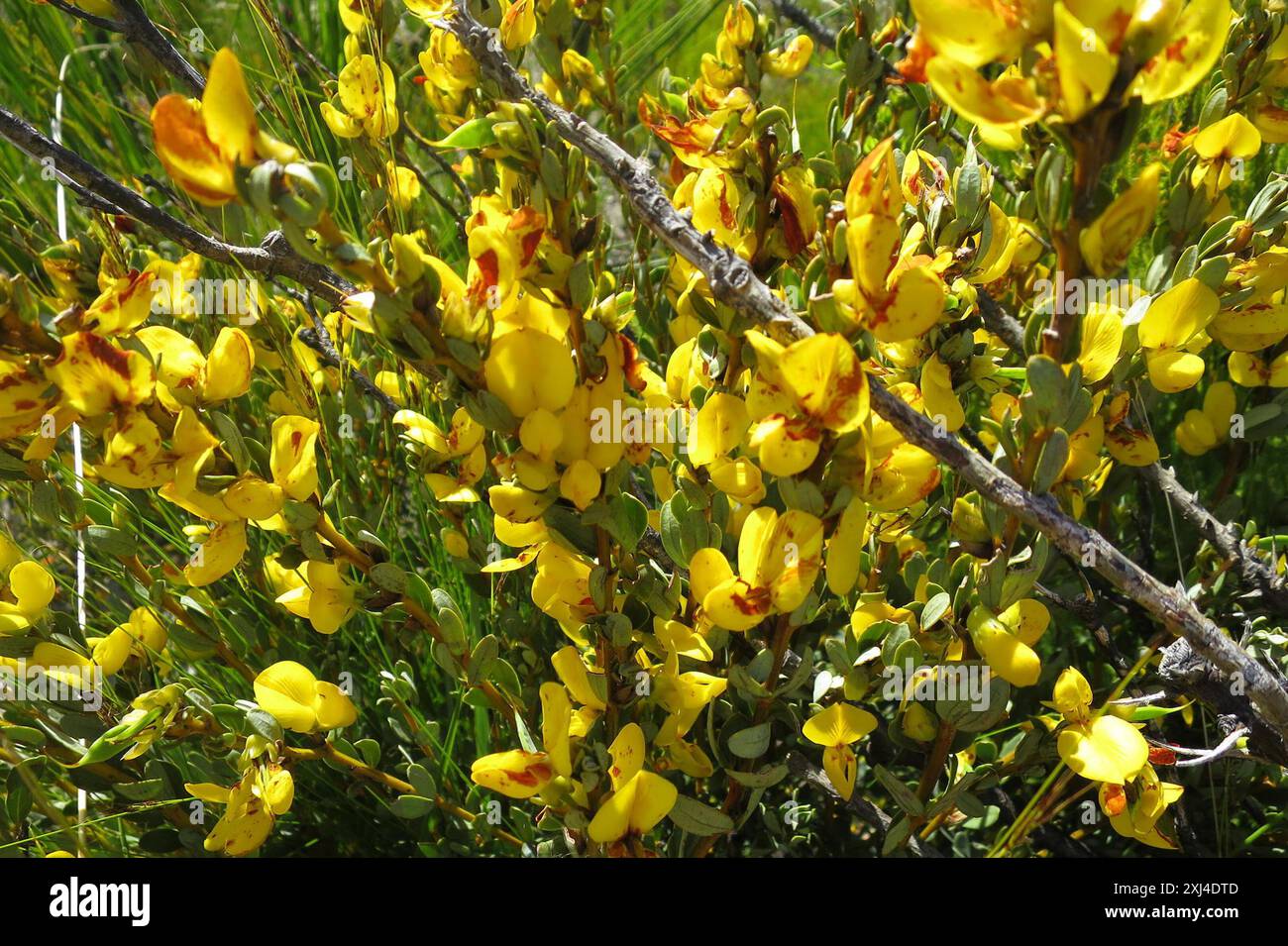 Mountain Honeybush (Cyclopia intermedia) Plantae Stock Photo - Alamy