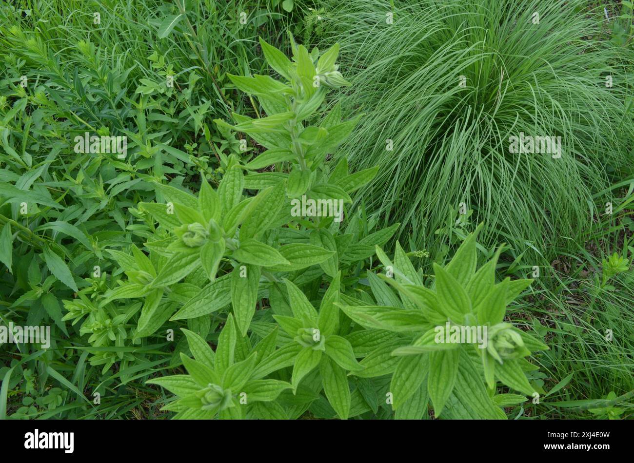 False gromwell hi-res stock photography and images - Alamy
