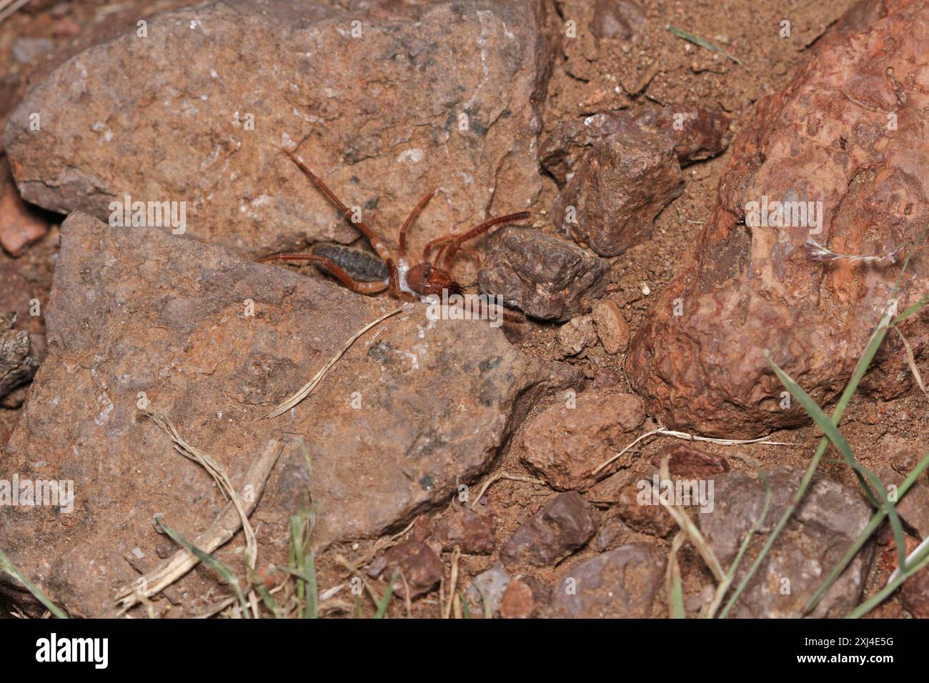 Straight-faced Windscorpions (Eremobatidae) Arachnida Stock Photo - Alamy
