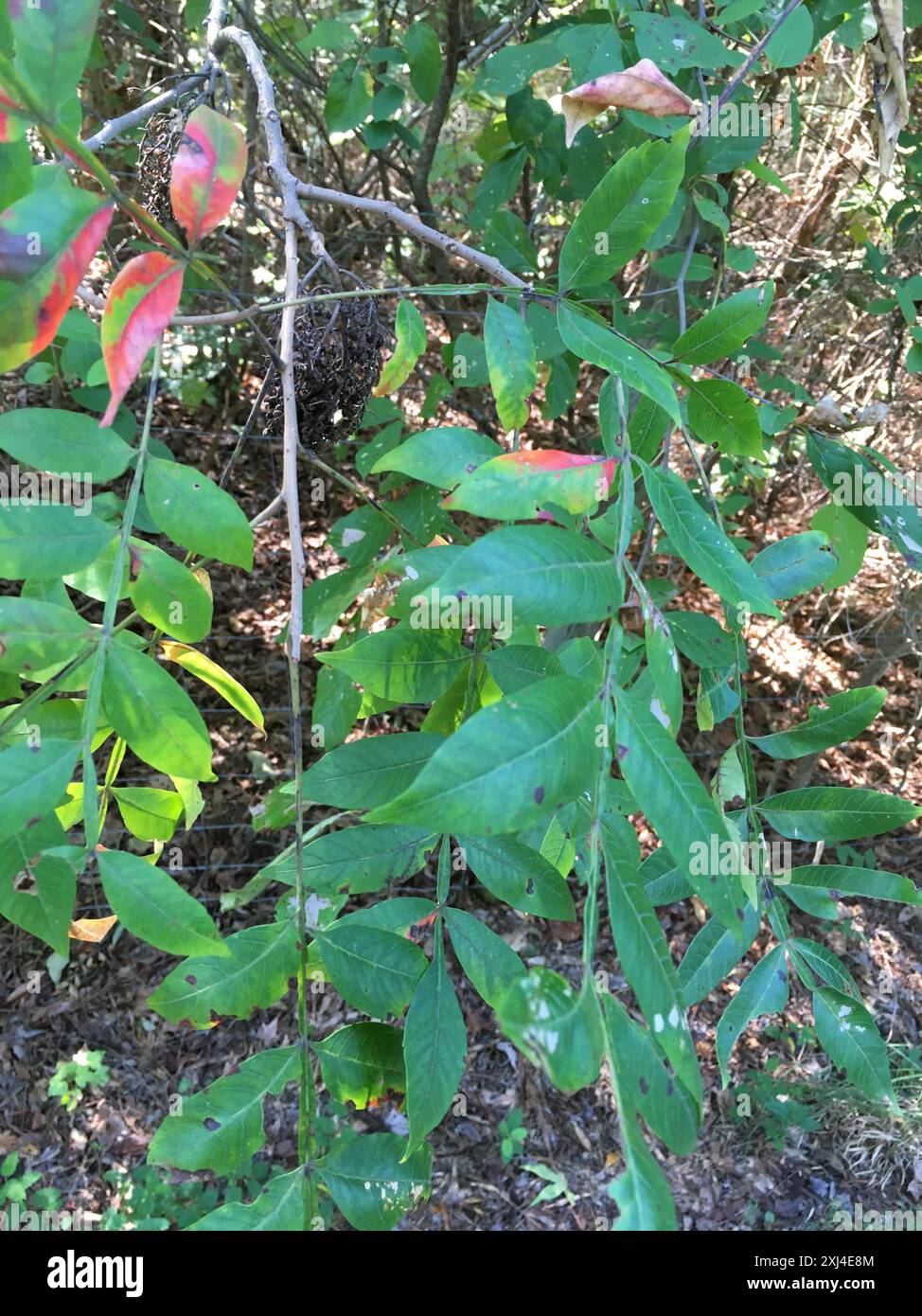 shining sumac (Rhus copallinum) Plantae Stock Photo - Alamy