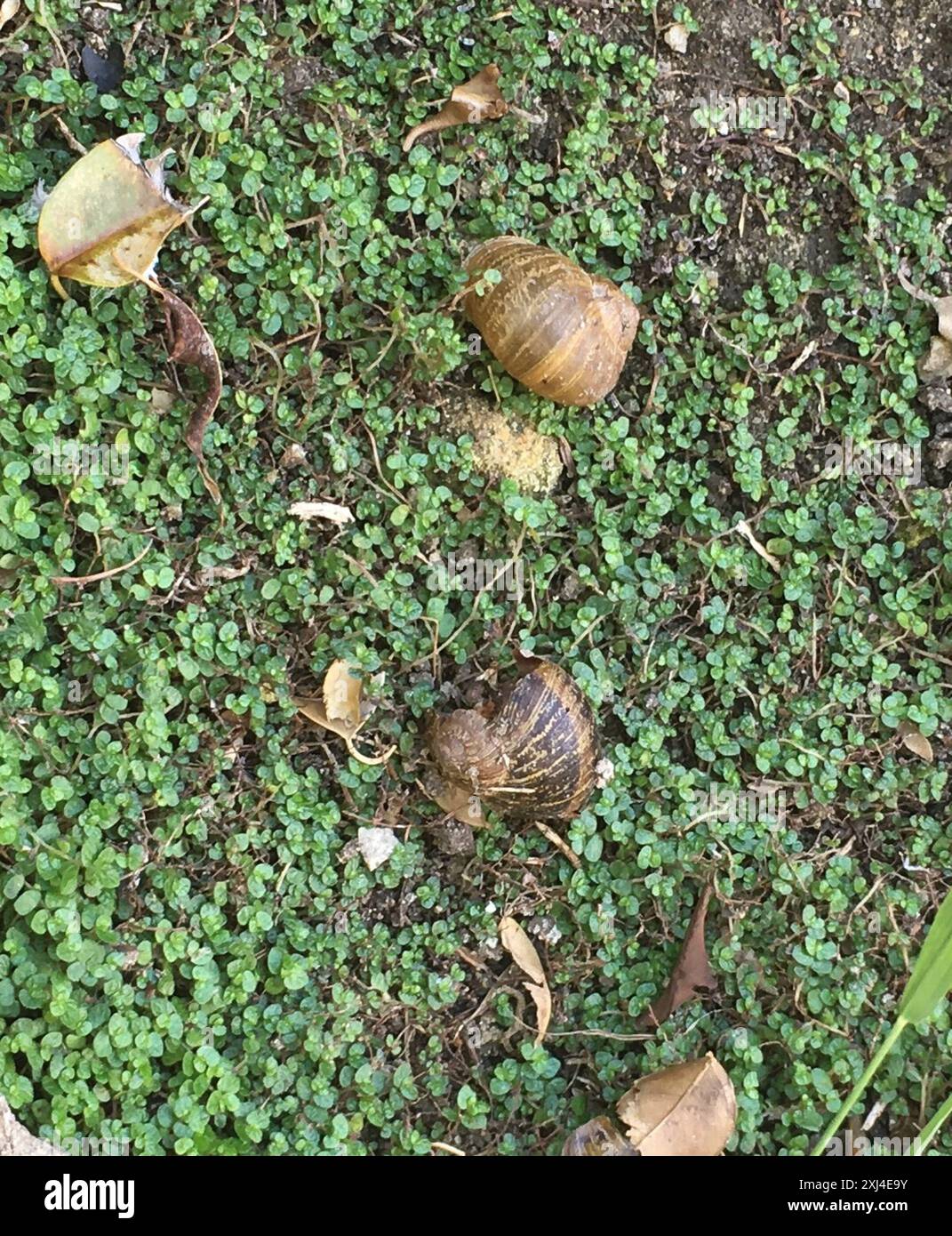 Garden Snail (Cornu aspersum) Mollusca Stock Photo - Alamy