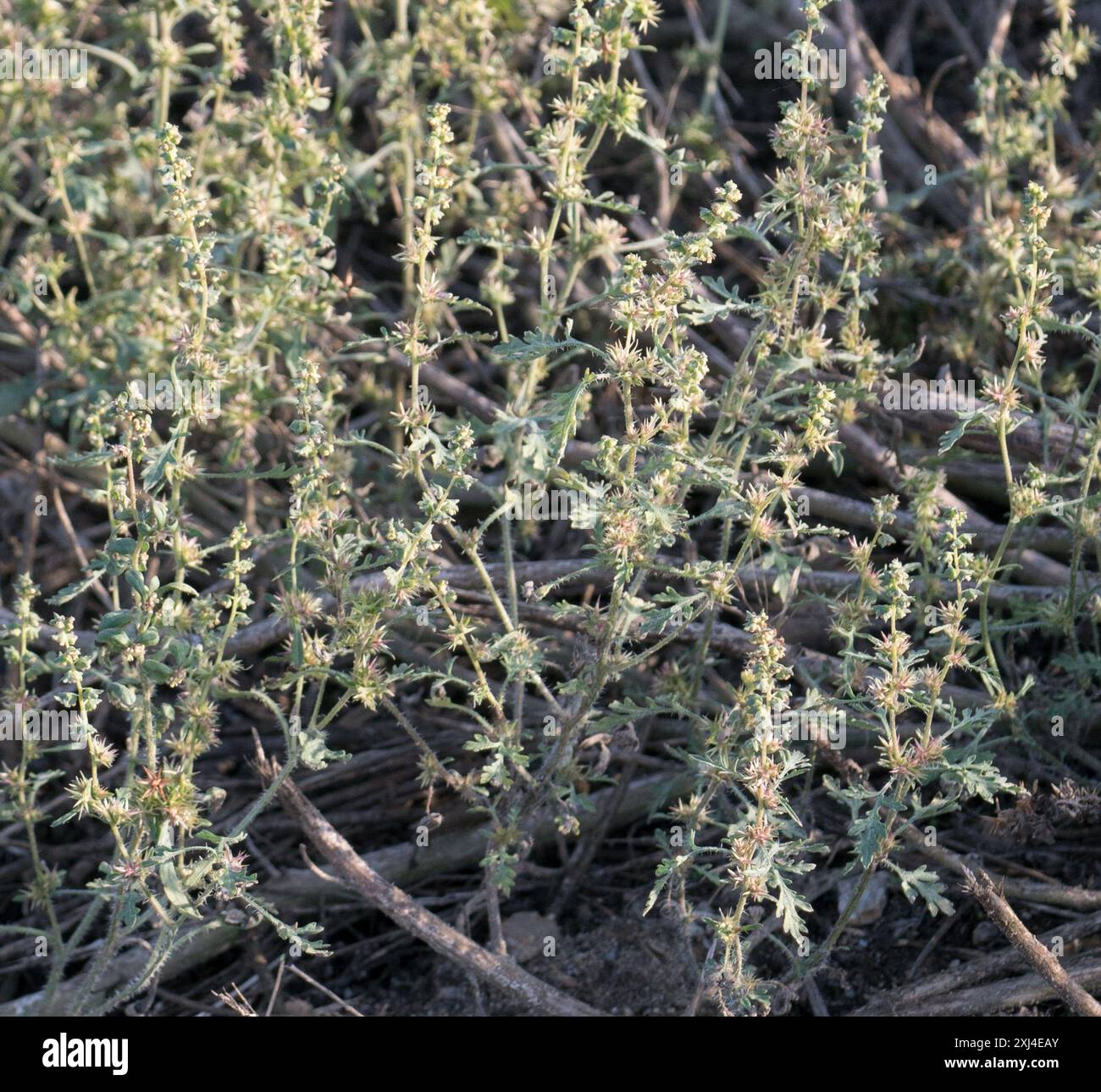 Flatspine Bursage (Ambrosia acanthicarpa) Plantae Stock Photo - Alamy