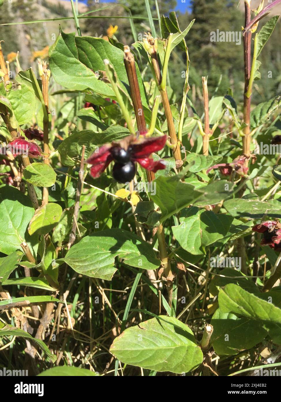 twinberry honeysuckle (Lonicera involucrata) Plantae Stock Photo - Alamy