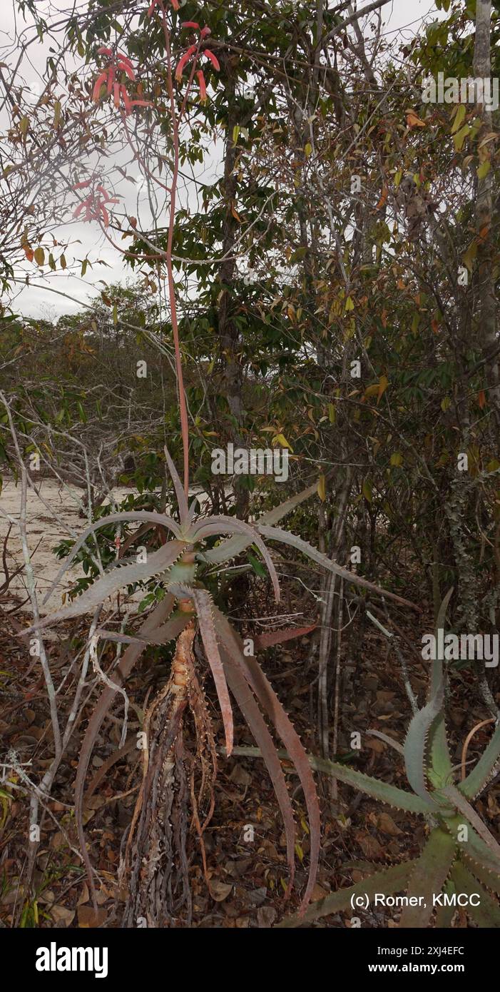(Aloe divaricata) Plantae Stock Photo - Alamy