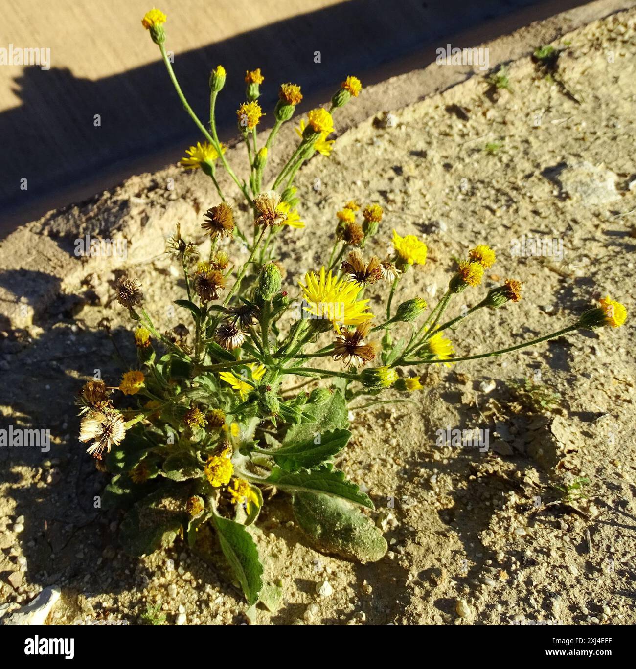 Telegraphweed (Heterotheca grandiflora) Plantae Stock Photo - Alamy