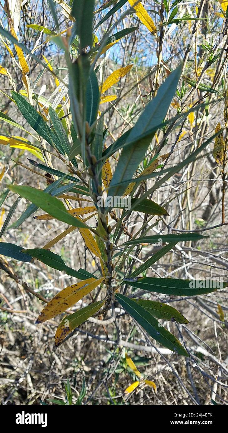 Arroyo Willow (Salix lasiolepis) Plantae Stock Photo - Alamy