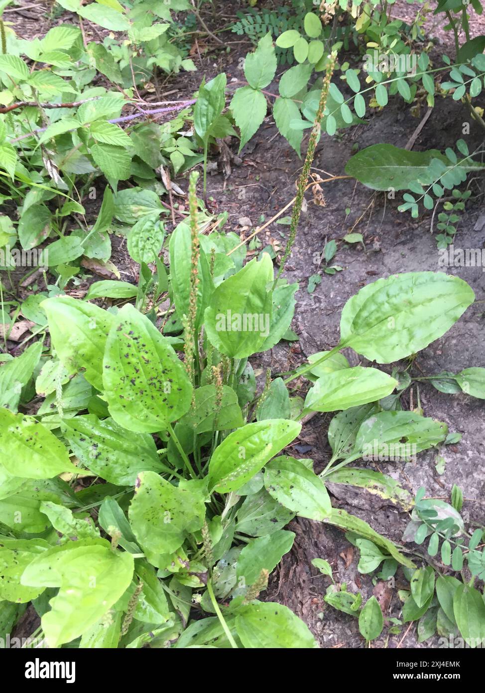 American plantain (Plantago rugelii) Plantae Stock Photo - Alamy