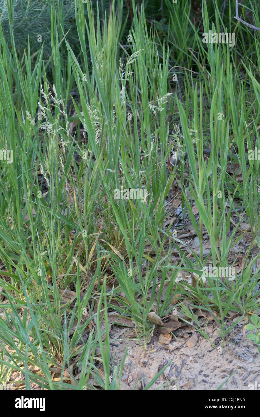 grasses (Poaceae) Plantae Stock Photo - Alamy