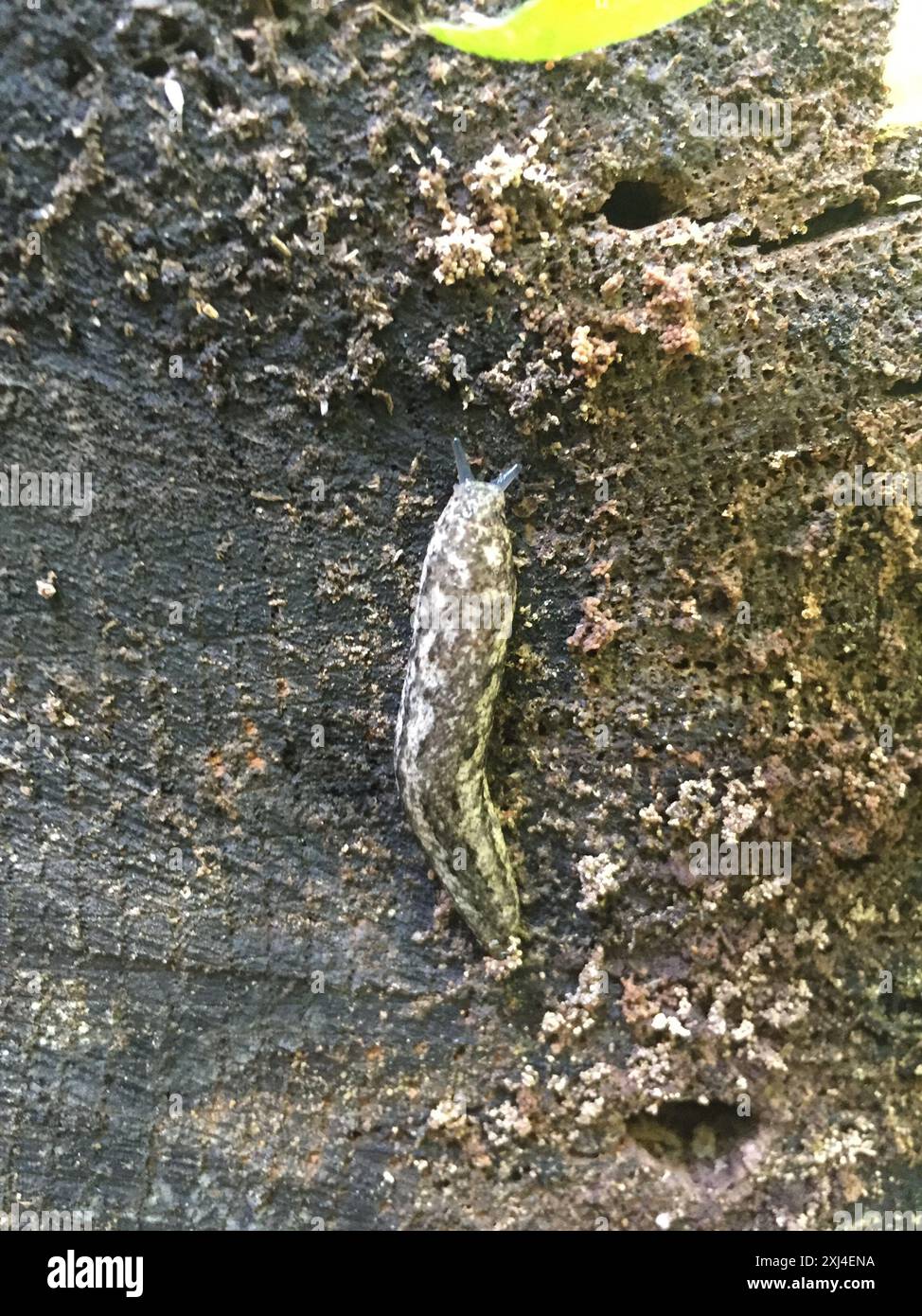 Carolina Mantleslug (Philomycus carolinianus) Mollusca Stock Photo - Alamy