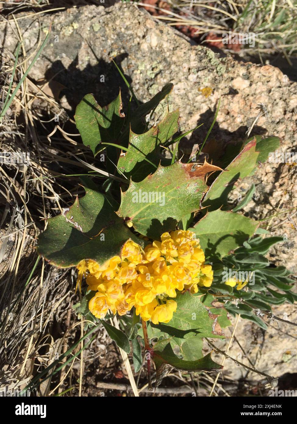 creeping mahonia (Berberis repens) Plantae Stock Photo - Alamy