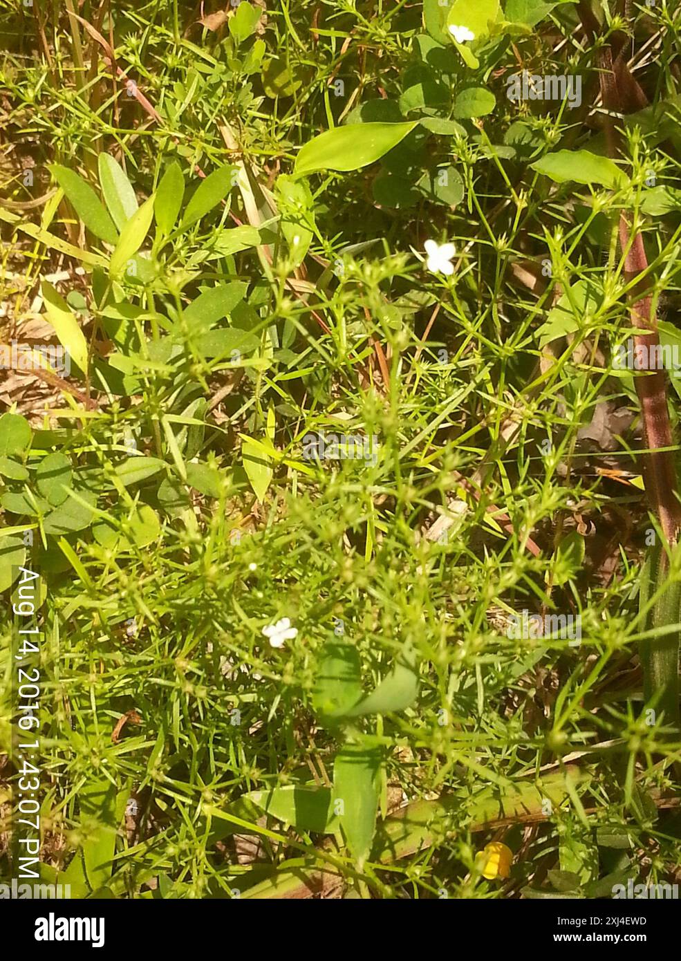 Rust Weed (Polypremum procumbens) Plantae Stock Photo - Alamy