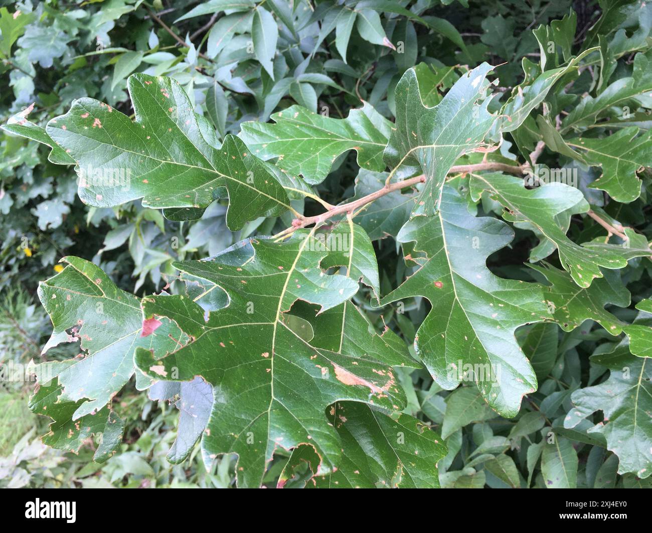 post oak (Quercus stellata) Plantae Stock Photo - Alamy