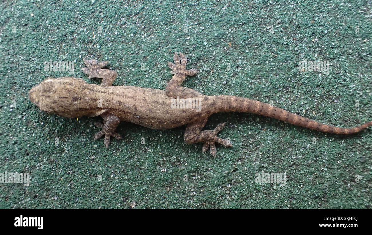 Asian House Gecko (Hemidactylus frenatus) Reptilia Stock Photo - Alamy