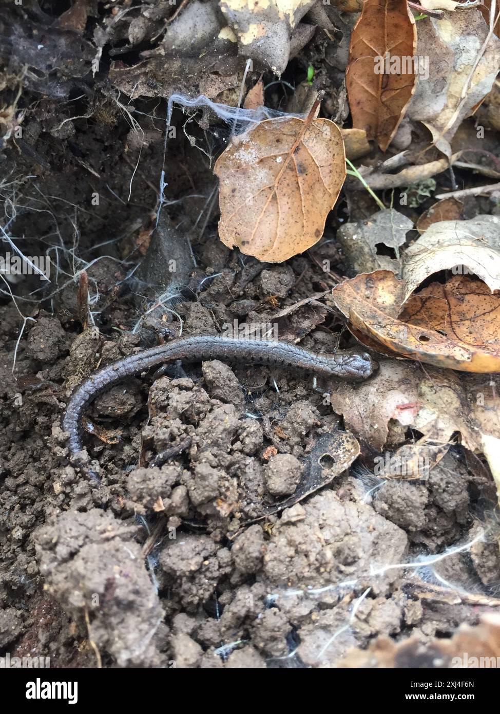 California Slender Salamander (Batrachoseps attenuatus) Amphibia Stock ...