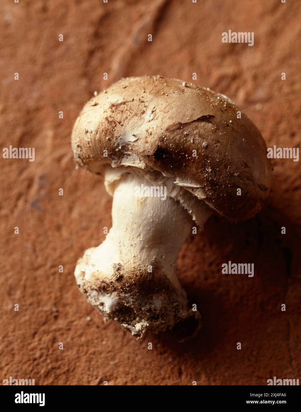Button mushroom hi-res stock photography and images - Alamy