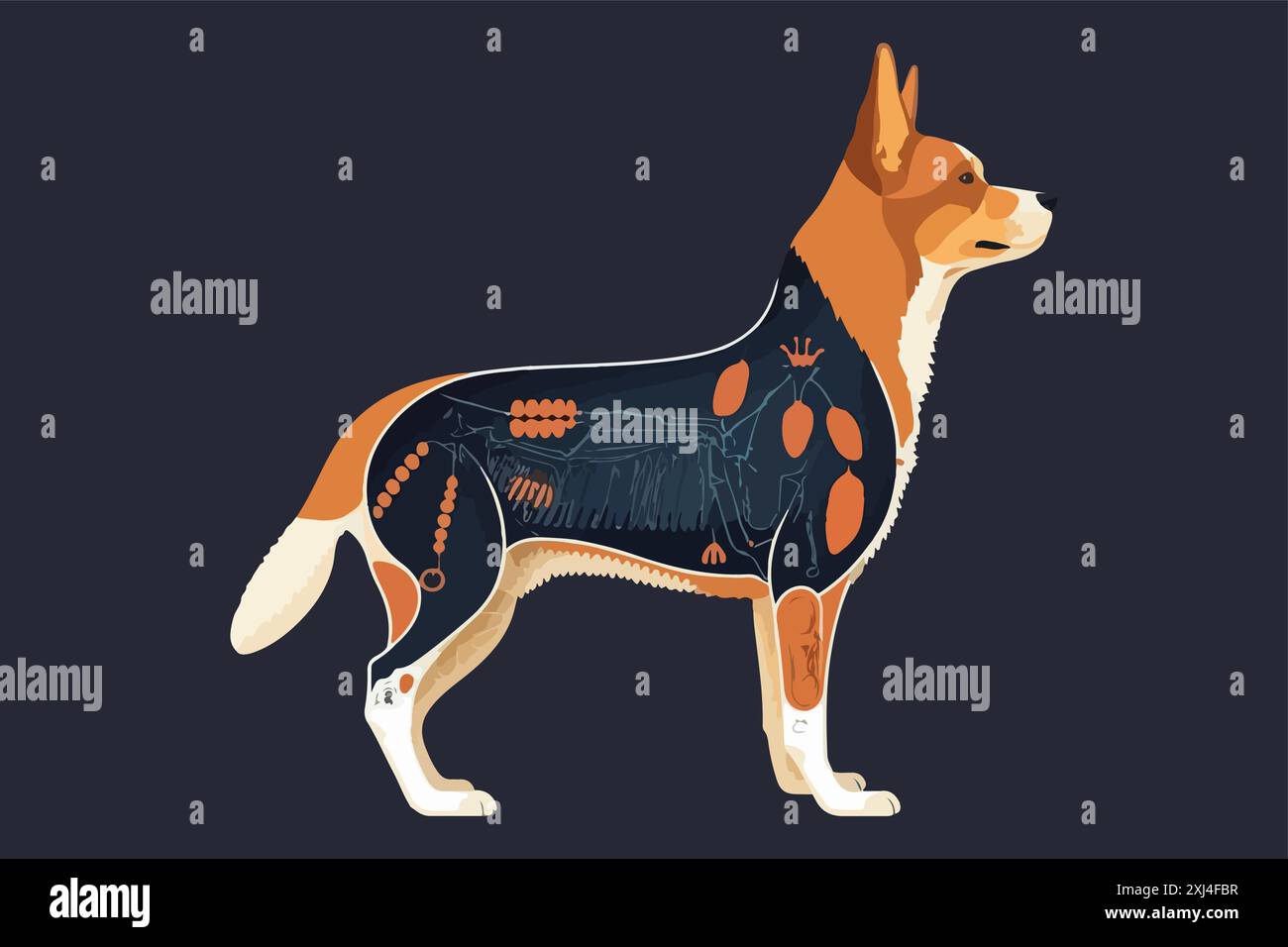 Dog Anatomy vector illustration Stock Vector Image & Art - Alamy