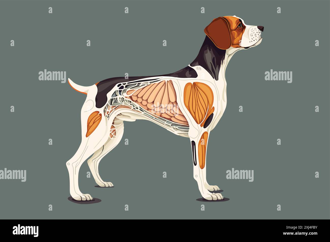 Dog Anatomy vector illustration Stock Vector Image & Art - Alamy
