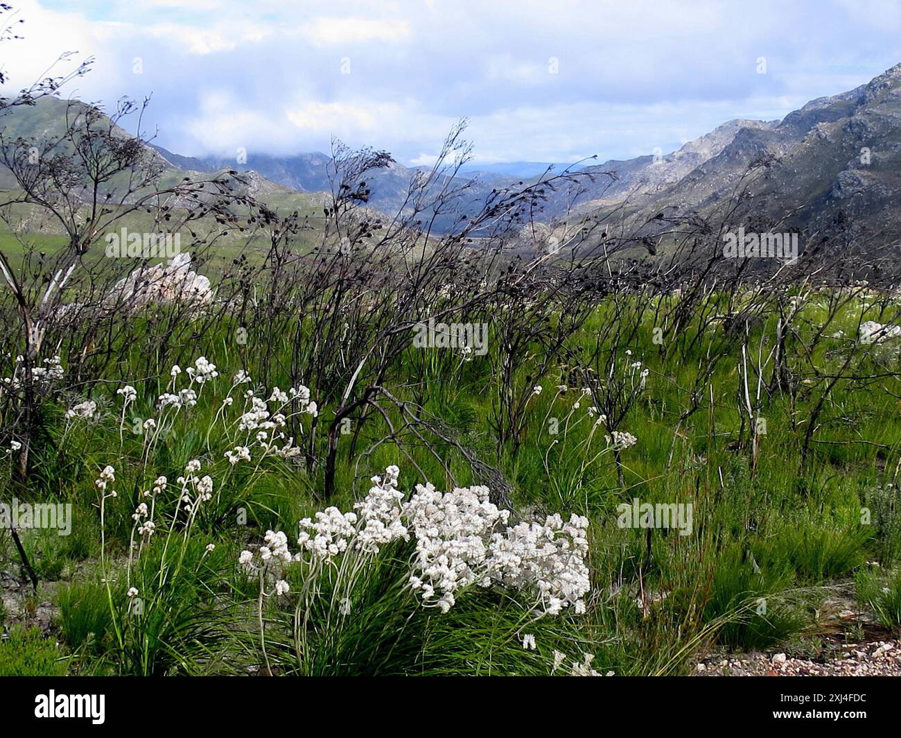 Lambstail (Lanaria lanata) Plantae Stock Photo - Alamy