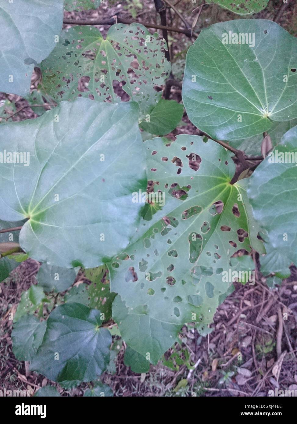 Kawakawa (Piper excelsum) Plantae Stock Photo - Alamy