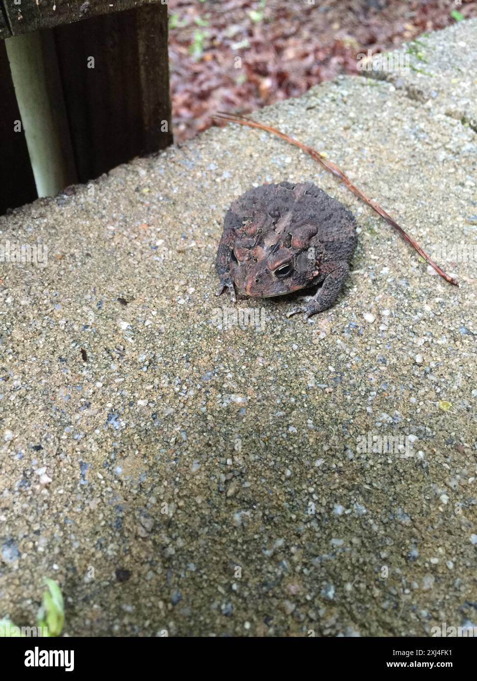 Southern Toad (Anaxyrus terrestris) Amphibia Stock Photo - Alamy
