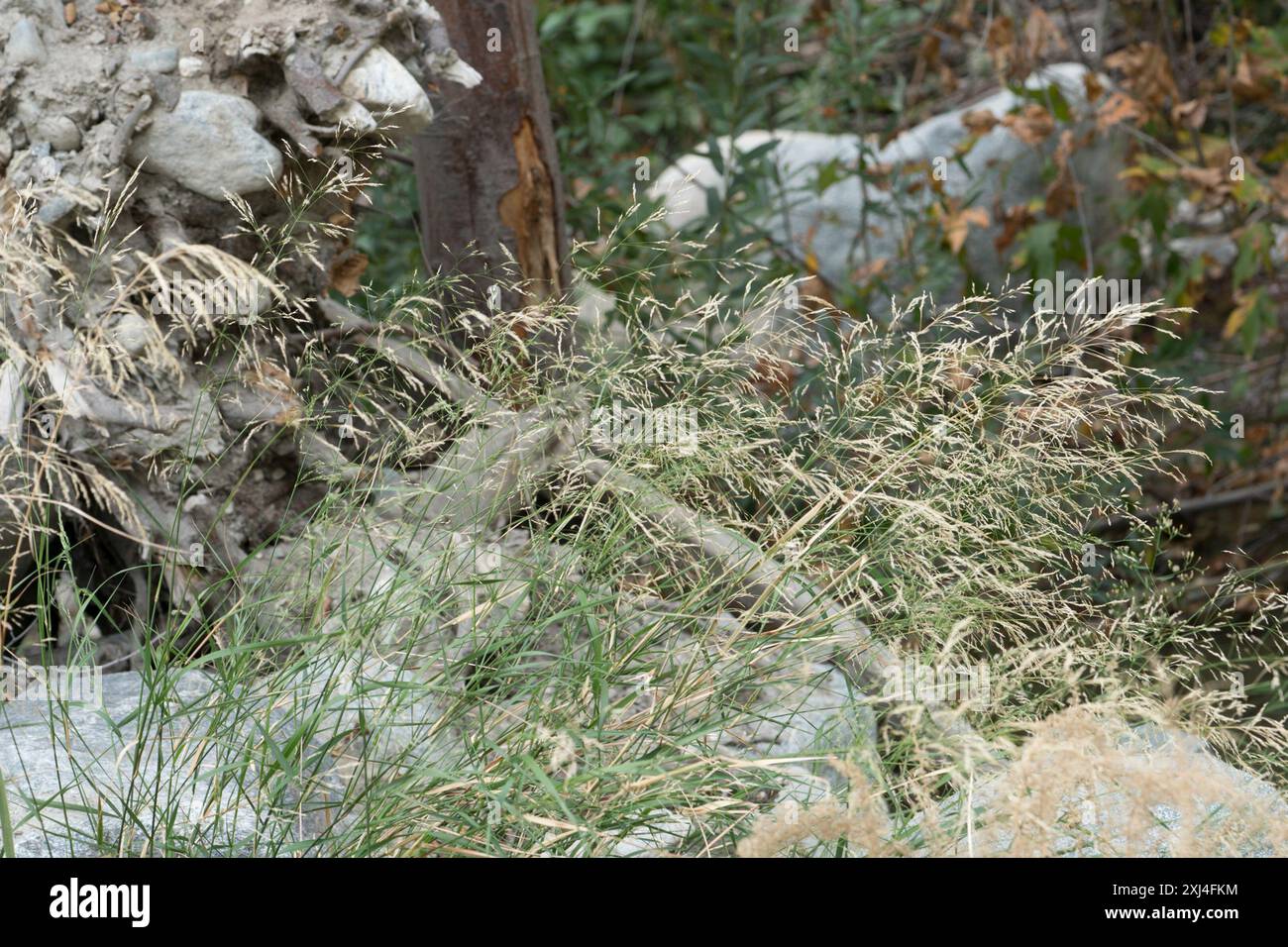 Smilo Grass (Oloptum miliaceum) Plantae Stock Photo - Alamy