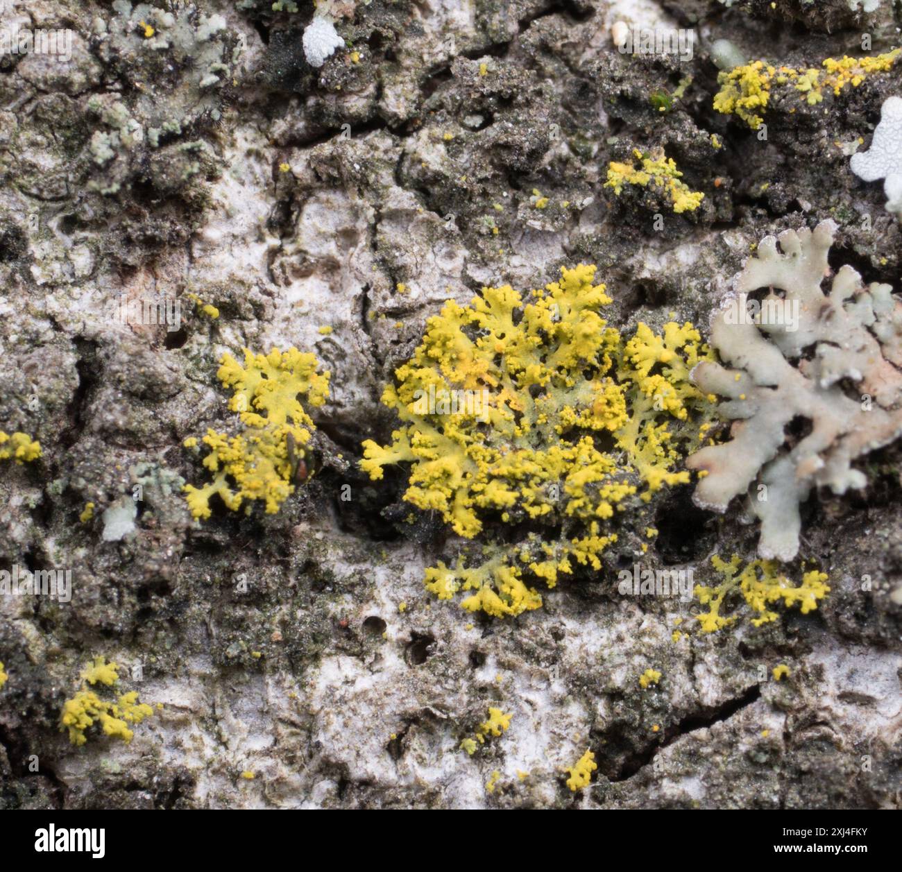 Candleflame Lichens (Candelaria) Fungi Stock Photo - Alamy
