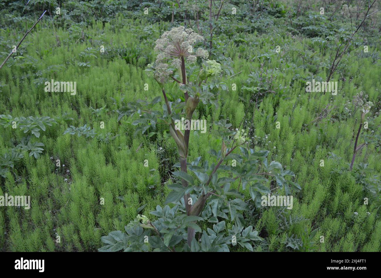 purple-stemmed angelica (Angelica atropurpurea) Plantae Stock Photo - Alamy