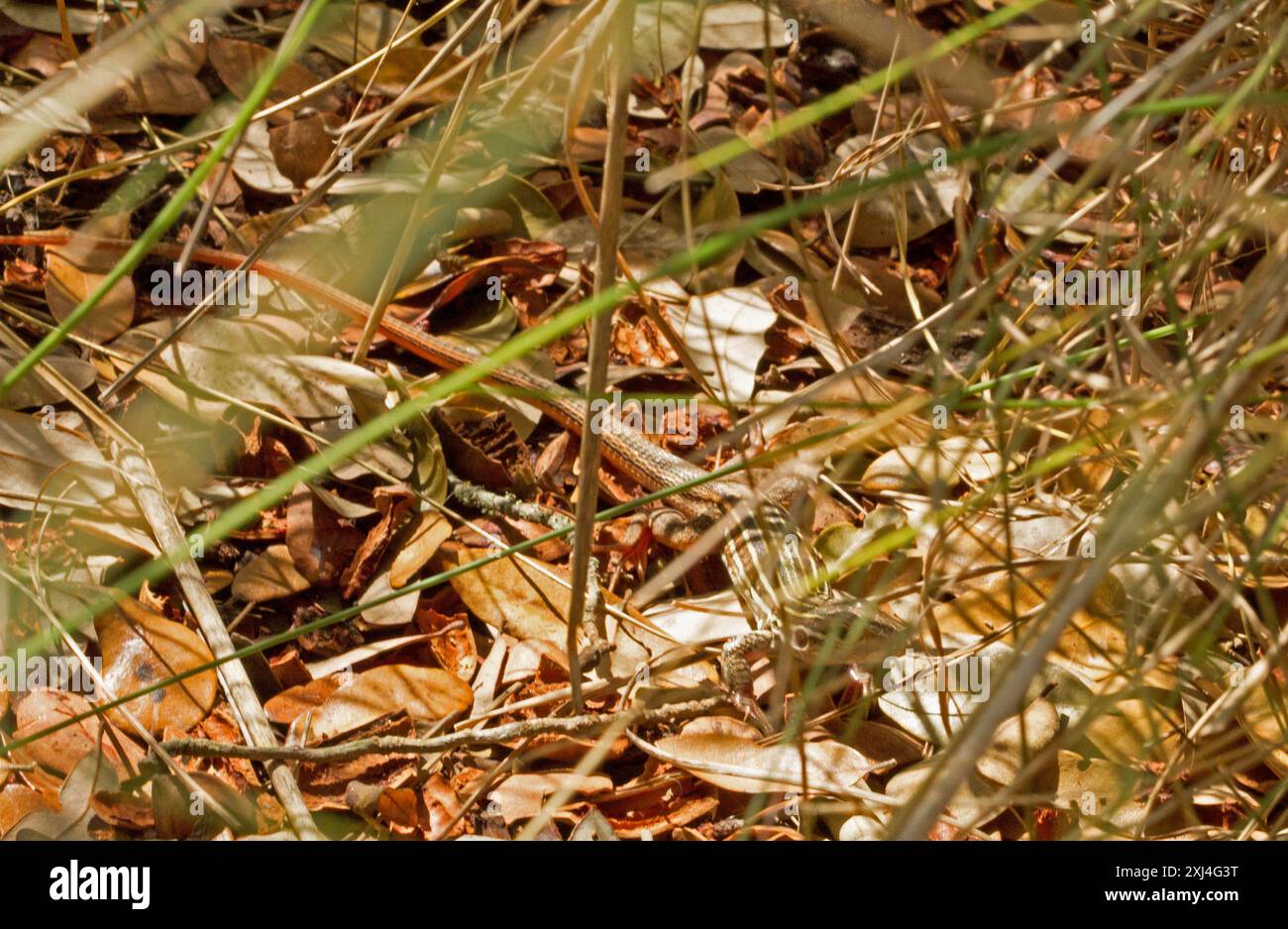 Common Spotted Whiptail (Aspidoscelis gularis) Reptilia Stock Photo - Alamy