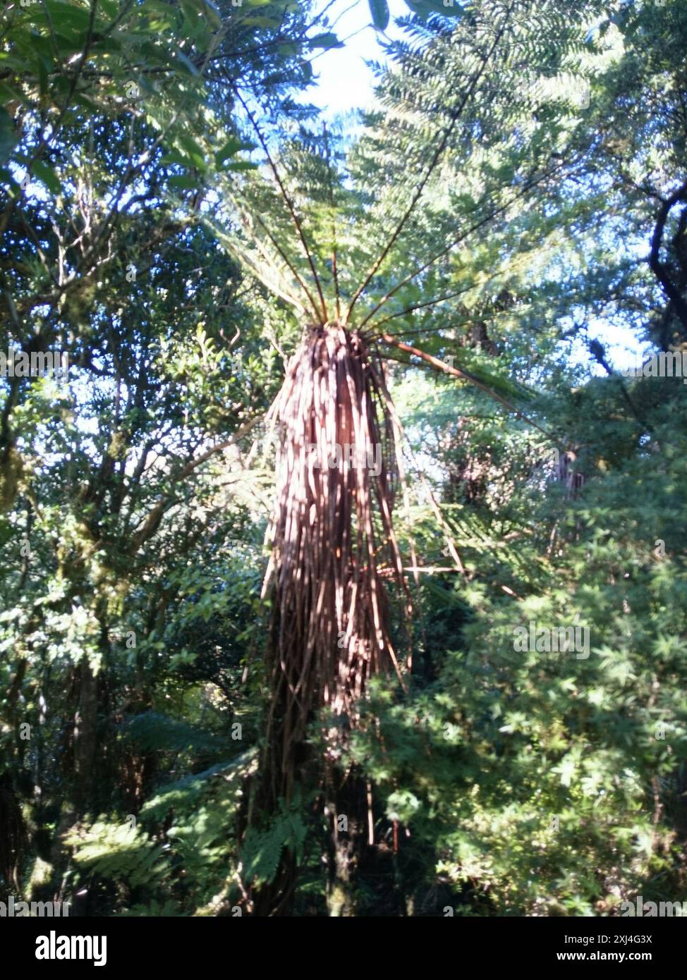 Smith's tree fern (Cyathea smithii) Plantae Stock Photo - Alamy