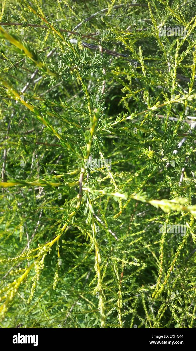 chamise (Adenostoma fasciculatum) Plantae Stock Photo - Alamy