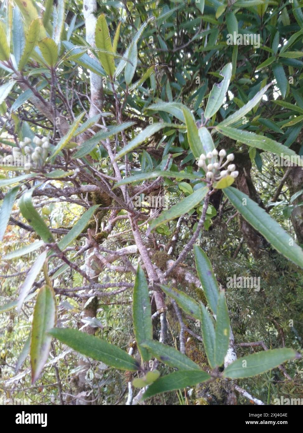 Tawari (Ixerba brexioides) Plantae Stock Photo - Alamy