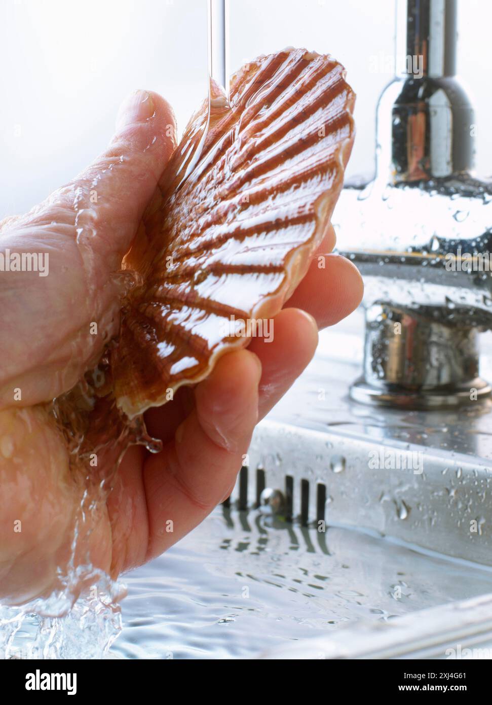 Scallop preparation hi-res stock photography and images - Alamy