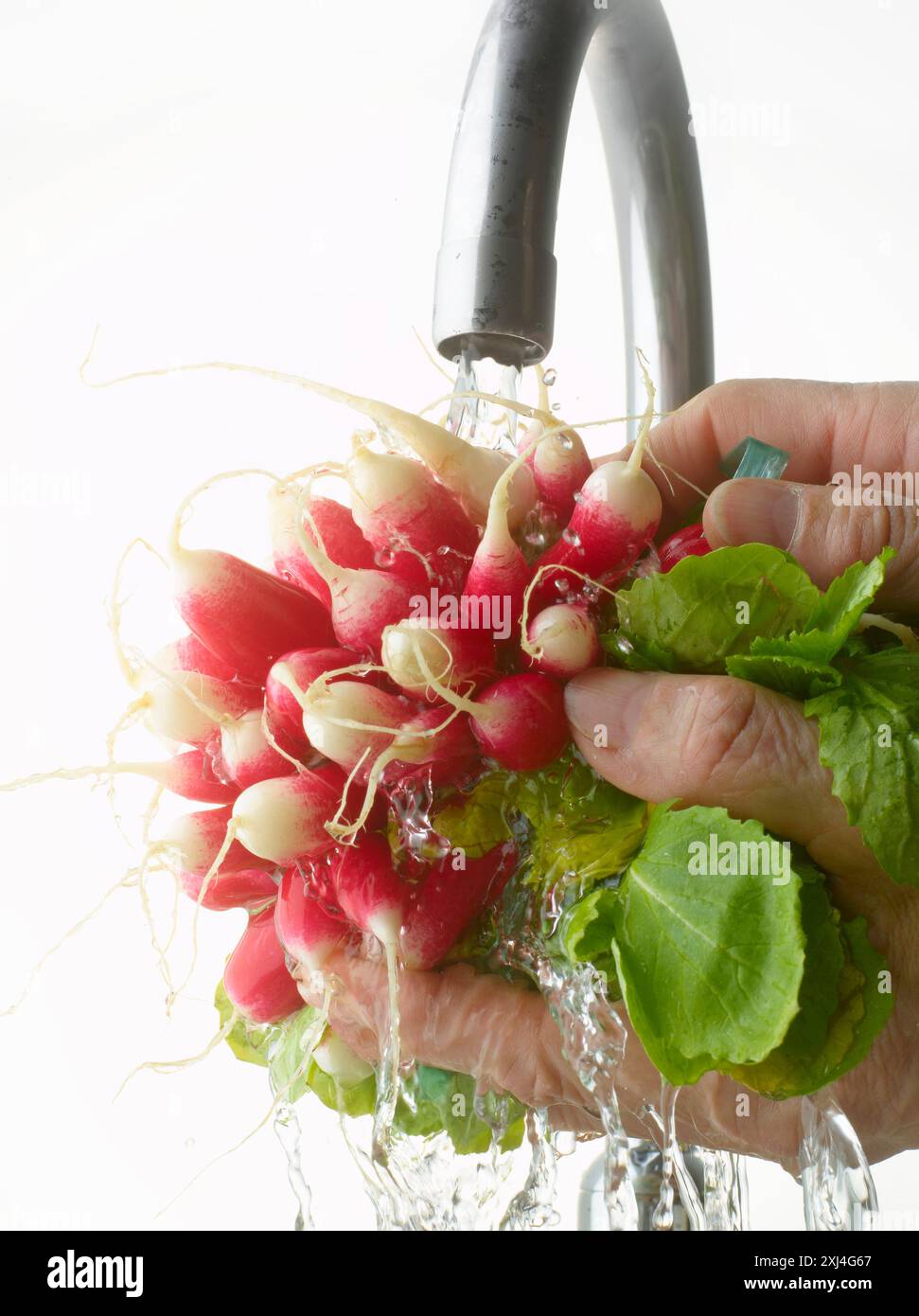 Rinsing radishes under the tap water Stock Photo - Alamy