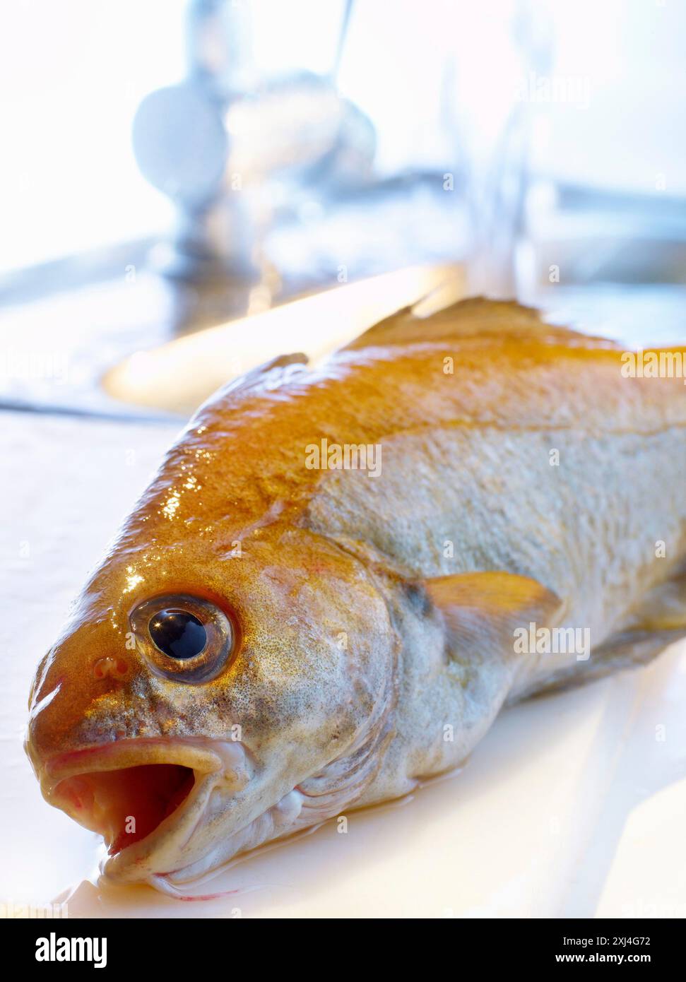 Pout fish hi-res stock photography and images - Alamy