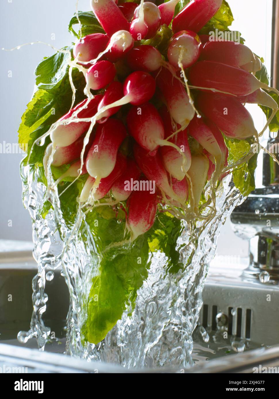 Washing radishes in sink hi-res stock photography and images - Alamy