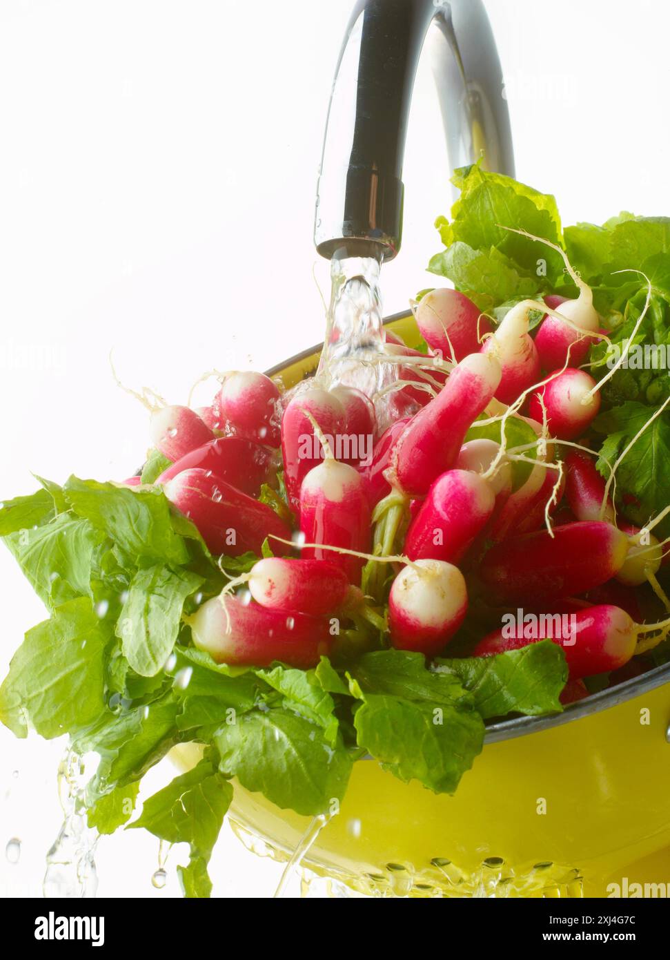 Washing radishes under the tap water Stock Photo - Alamy