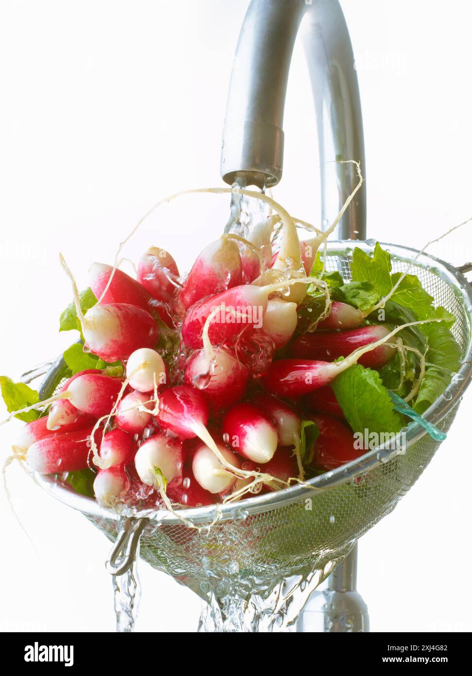Wash radish under tap hi-res stock photography and images - Alamy
