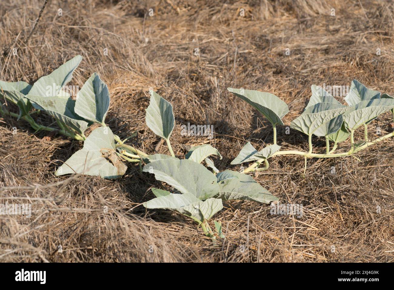 Buffalo Gourd (Cucurbita foetidissima) Plantae Stock Photo - Alamy