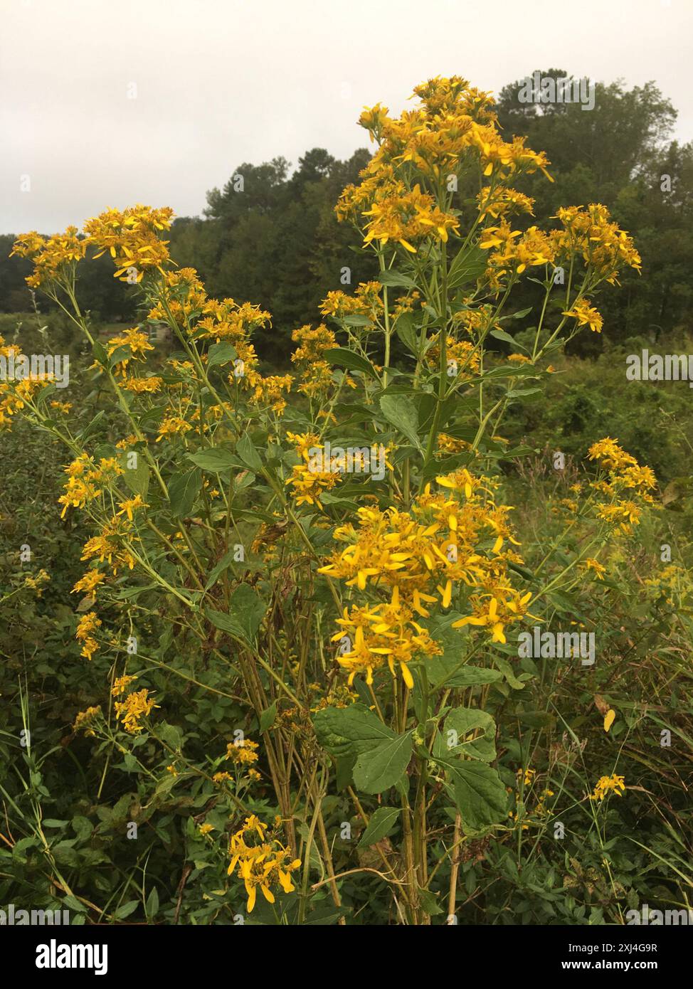 Yellow Crownbeard (Verbesina occidentalis) Plantae Stock Photo - Alamy