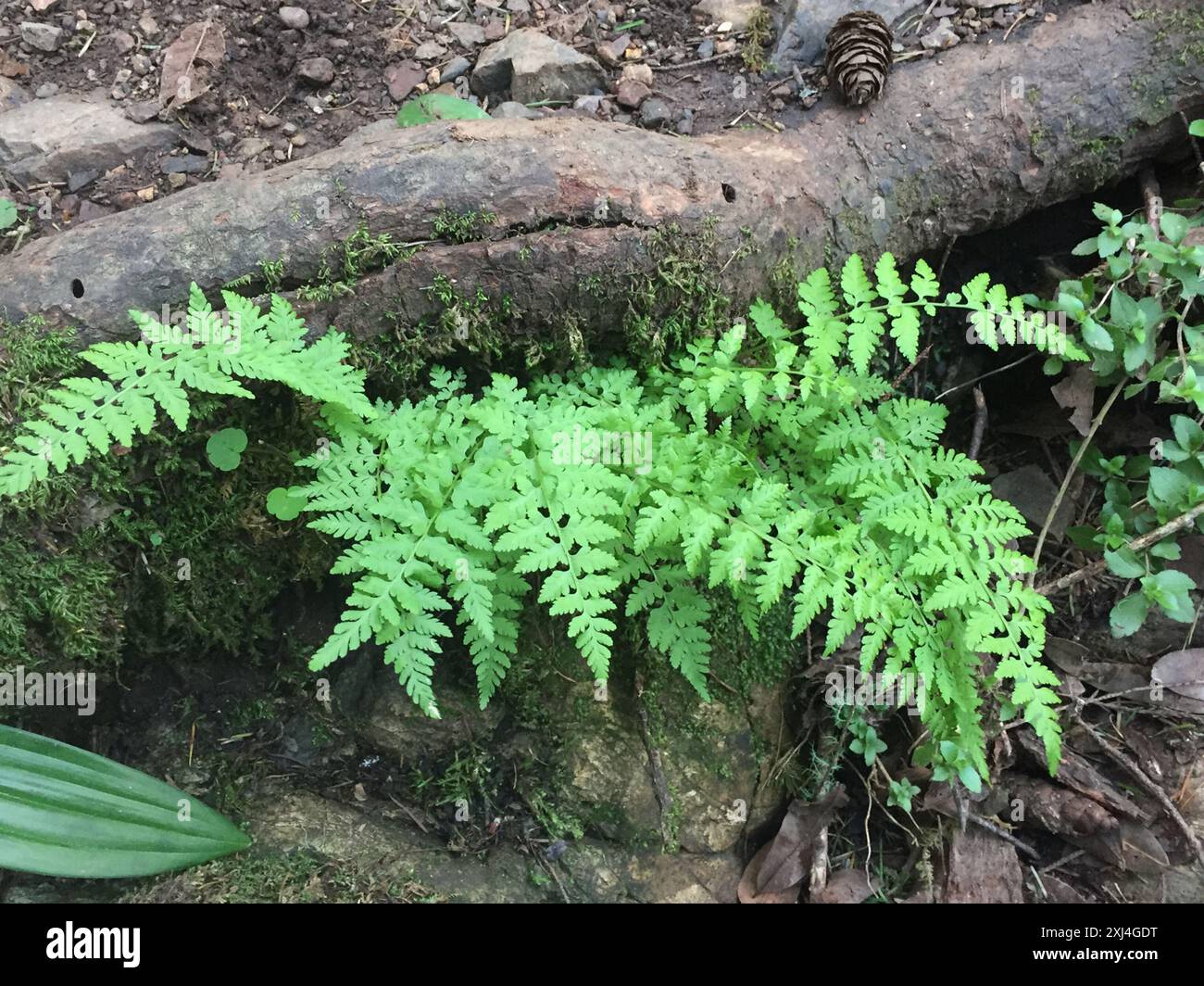 brittle bladderfern (Cystopteris fragilis) Plantae Stock Photo - Alamy
