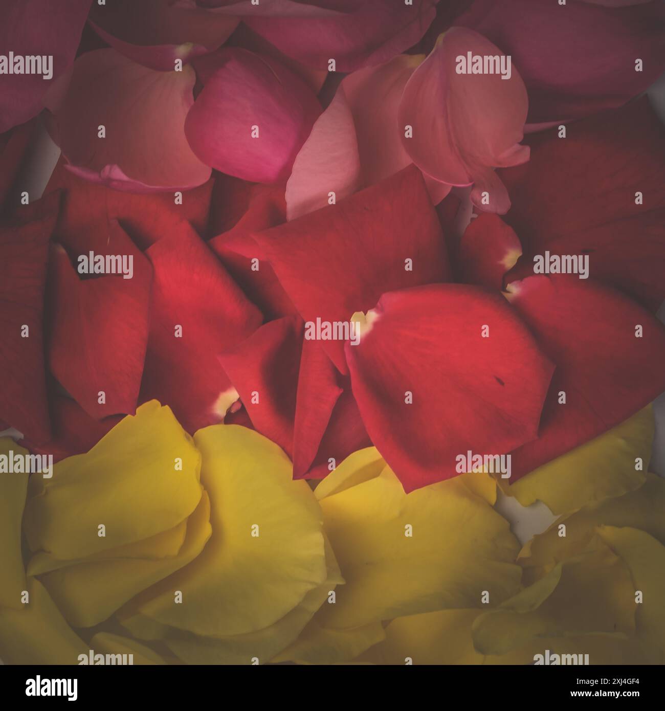 colorful rose petals structured pattern Stock Photo - Alamy