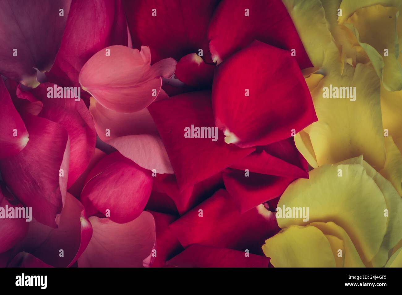 colorful rose petals structured pattern Stock Photo - Alamy
